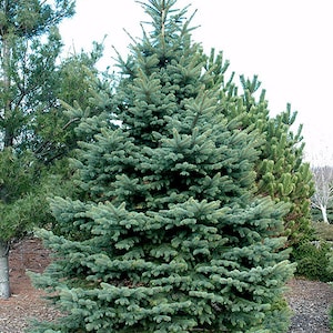 5 PACK, 5-10" Colorado Blue Spruce Transplant, Beautiful Ornamental ...