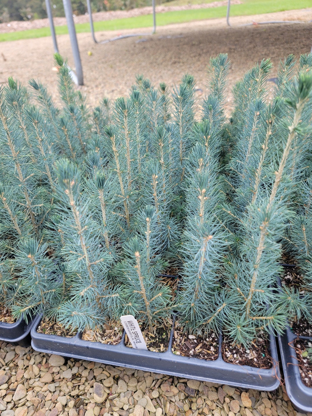 5 Pack of 5-10 " White Spruce Seedlings, Beautiful Ornamental With ...