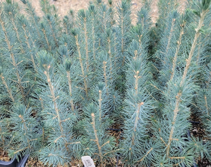 5 Pack of 4-6 " White Spruce Seedlings, Beautiful Ornamental With Steel ...