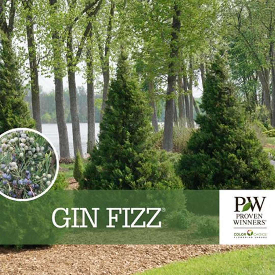 GIN FIZZ® Proven Winners Colorchoice Juniper Juniperus Chinensis, 4 Pot ...