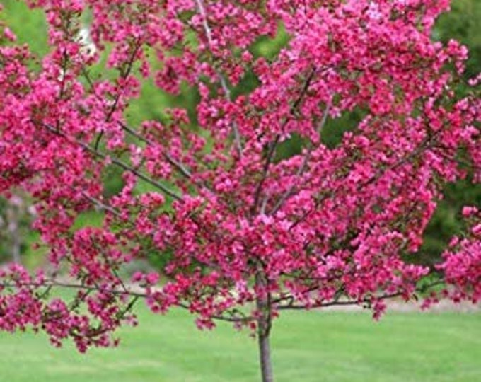 2 Pack, Praire Fire Crabapple Tree 3-4FT, Stunning Spring Blooms ...