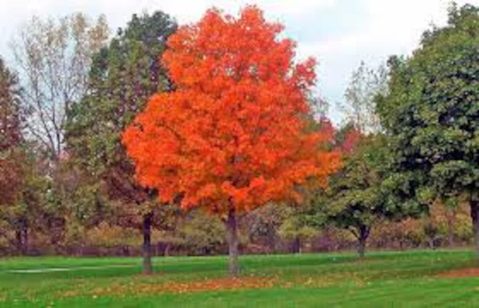 Sugar Maple 250+ Seeds, ' Acer Saccharum' Beautiful Color, Maple Syrup ...