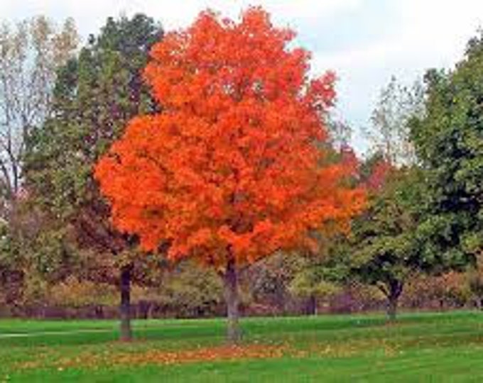 Sugar Maple Tree, Maple Syrup, Shade Tree, Long Life, Autumn Color ...