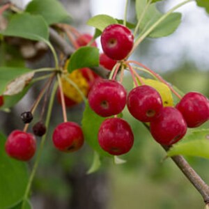 Himalayan Crabapple, Malus Baccata Var. Himalaica, Bonsai, 25+ Seeds ...