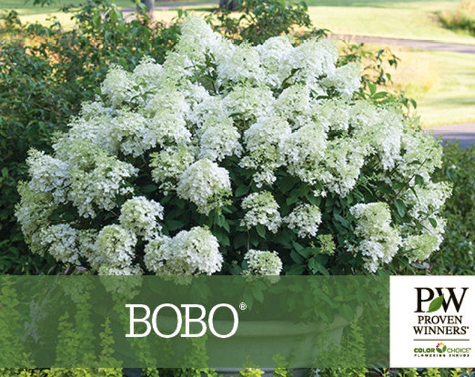 BOBO® Hydrangea, Gallon Size,proven Winners, Panicle Hydrangea ...