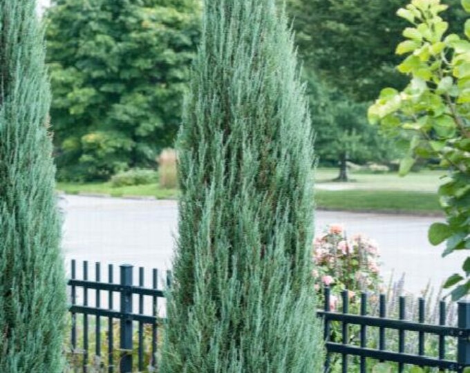 Sky Rocket Juniper 12-16 Plants Fast Grower Beautiful - Etsy
