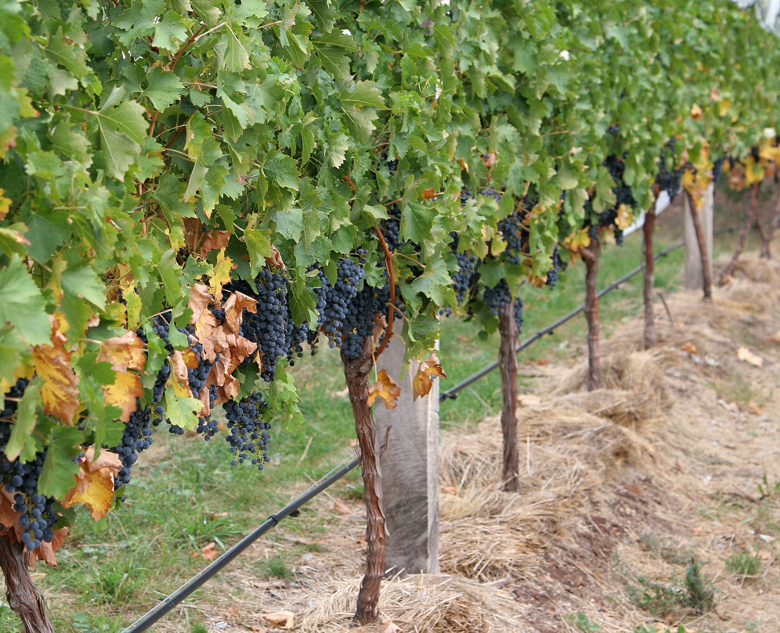 Seedless Concord Grape. 1 Yr. Bare Root - Etsy