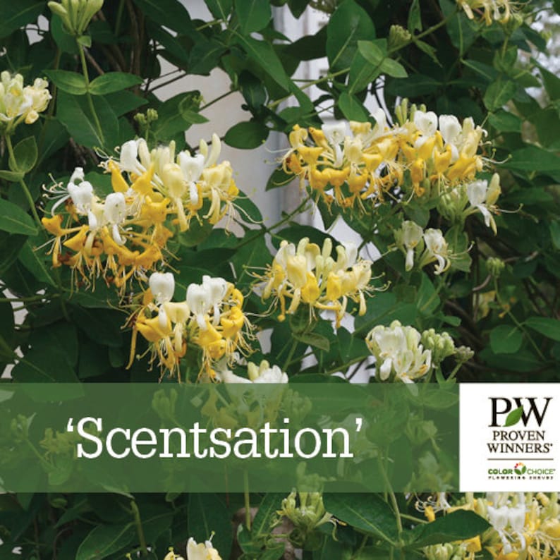 Scentsation Honeysuckle Vine Proven Winners Colorchoice Flowering ...