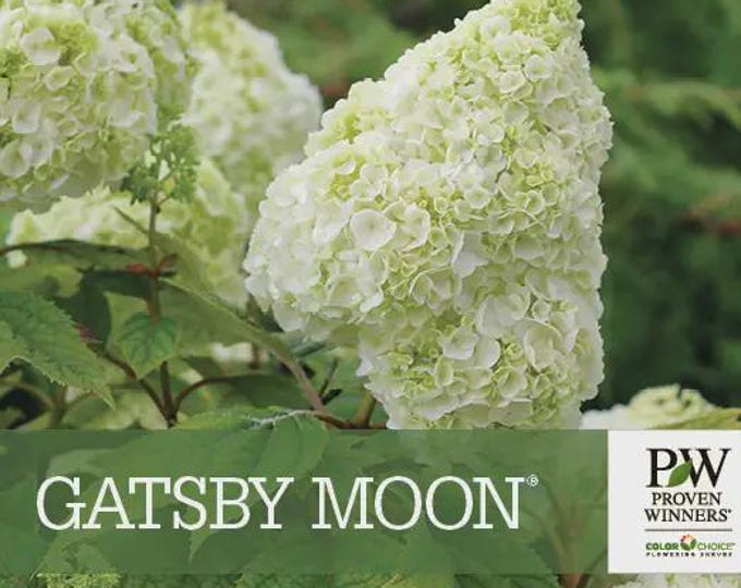 GATSBY MOON Hydrangea - Oakleaf Quercifolia, Proven Winners , Quart Pot ...