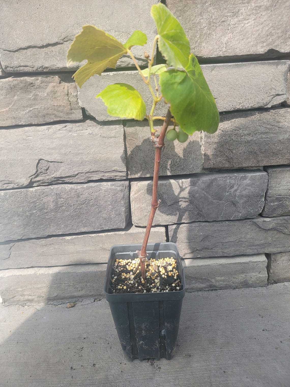 Seedless Concord Grape Plants, 4" Pot Size, America's Favorite Grape ...