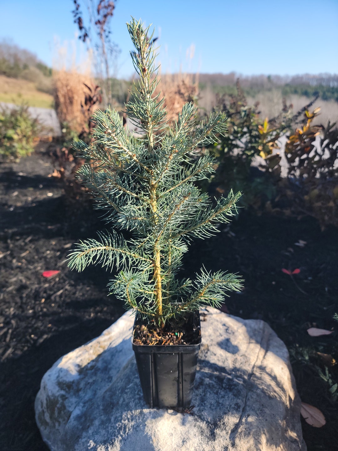 12-18" Colorado Blue Spruce Transplant, Beautiful Ornamental, Great ...