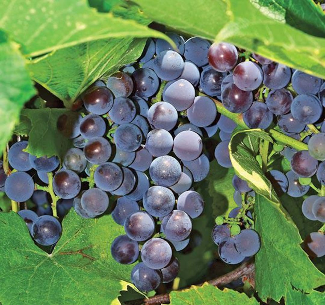 Concord Grape Plants, 4" Pot Size, America's Favorite Grape, Great ...