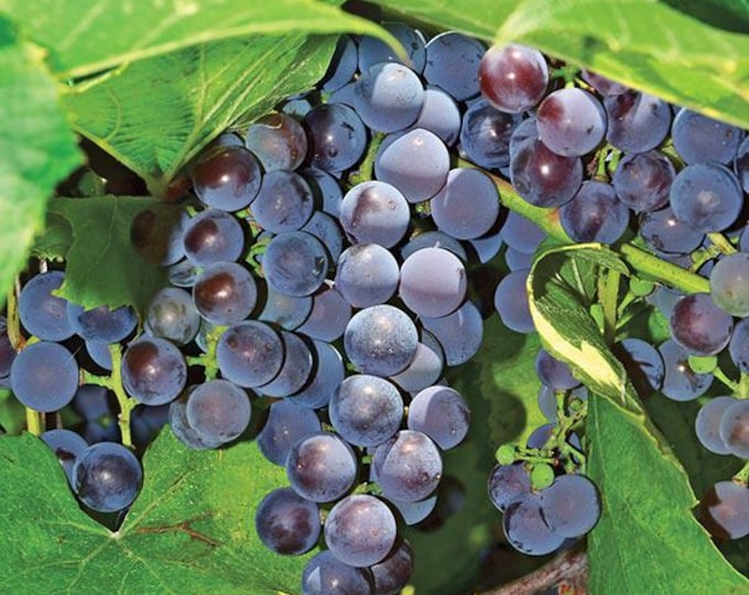 Concord Grape Plants, 4" Pot Size, America's Favorite Grape, Great ...