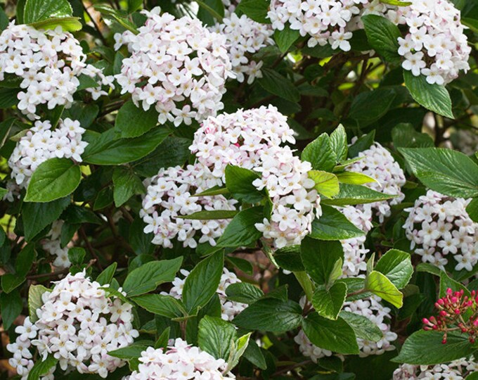 Burkwoodii Fragrant Snowball Viburnum, 10-12" Bareroot Starts, Loaded ...