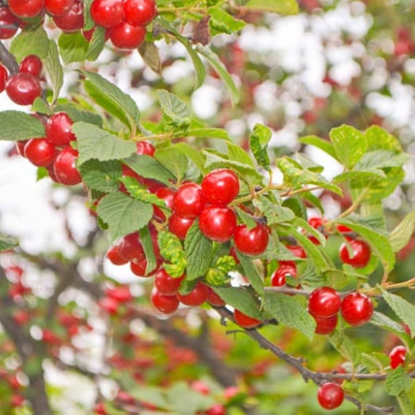 Stella Cherry Tree - Etsy