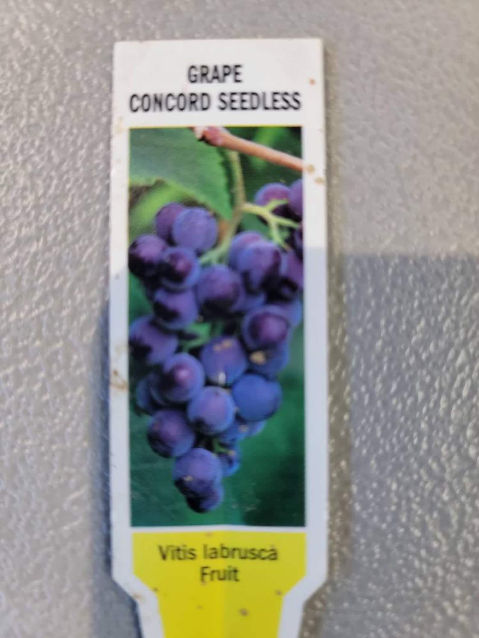 Seedless Concord Grape. 1 Yr. Bare Root - Etsy