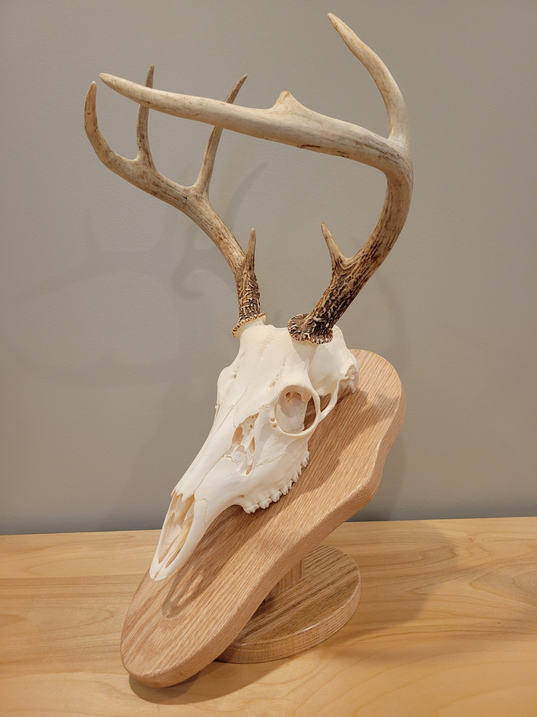 Hardwood - Deer Skull European Pedestal Mount Display Plaque - Wall and ...