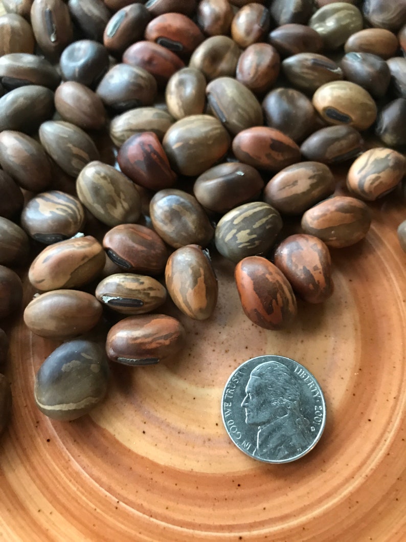 Bay Beans 2 Dozen 24 Canavalia rosea seeds SeaBean | Etsy