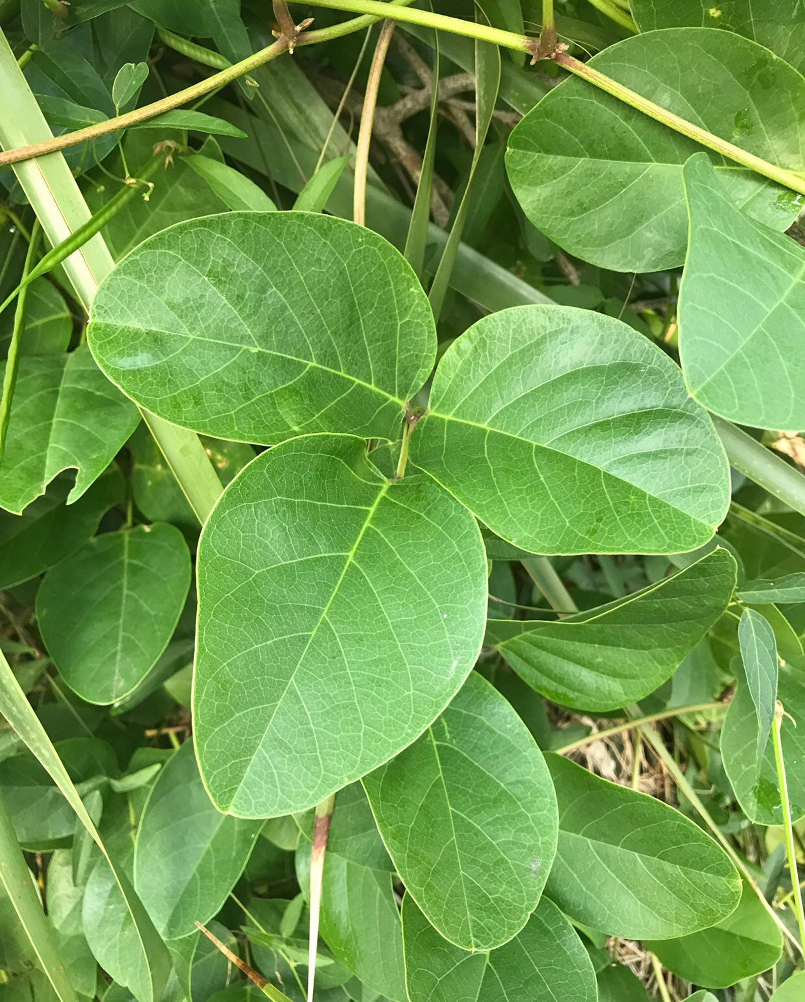 Bay Beans 2 Dozen 24 Canavalia Rosea Seeds Seabean | Etsy