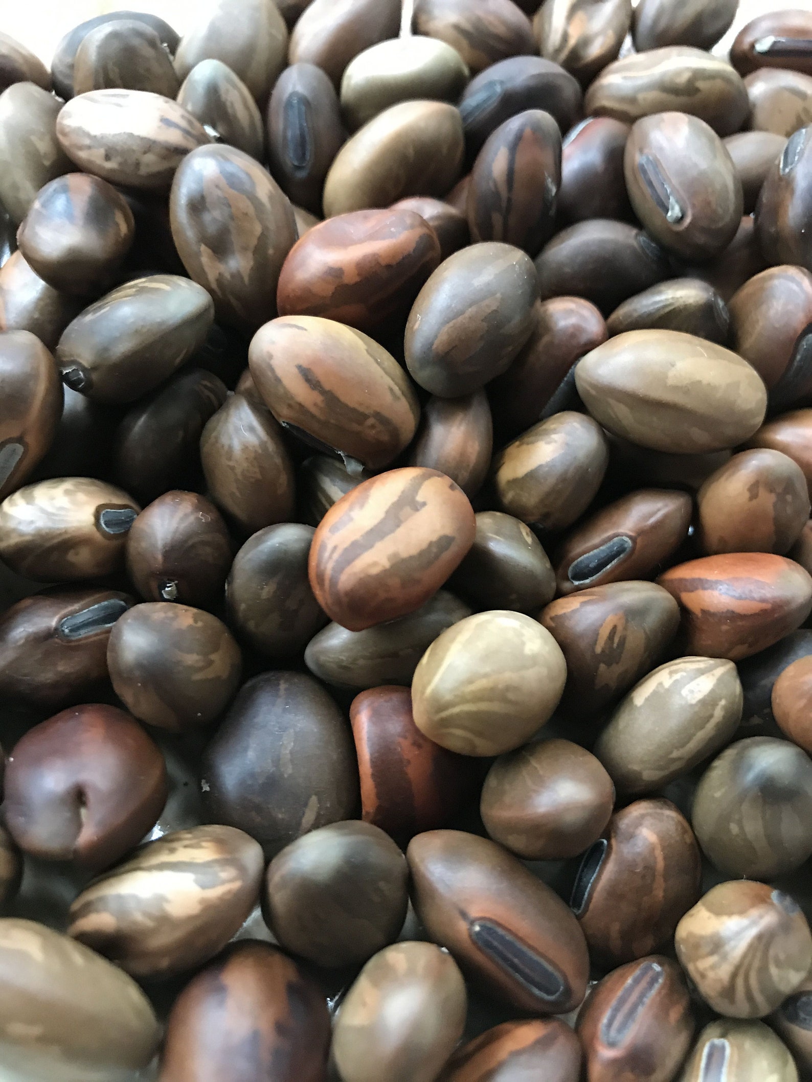 Bay Beans 2 Dozen 24 Canavalia Rosea Seeds Seabean | Etsy