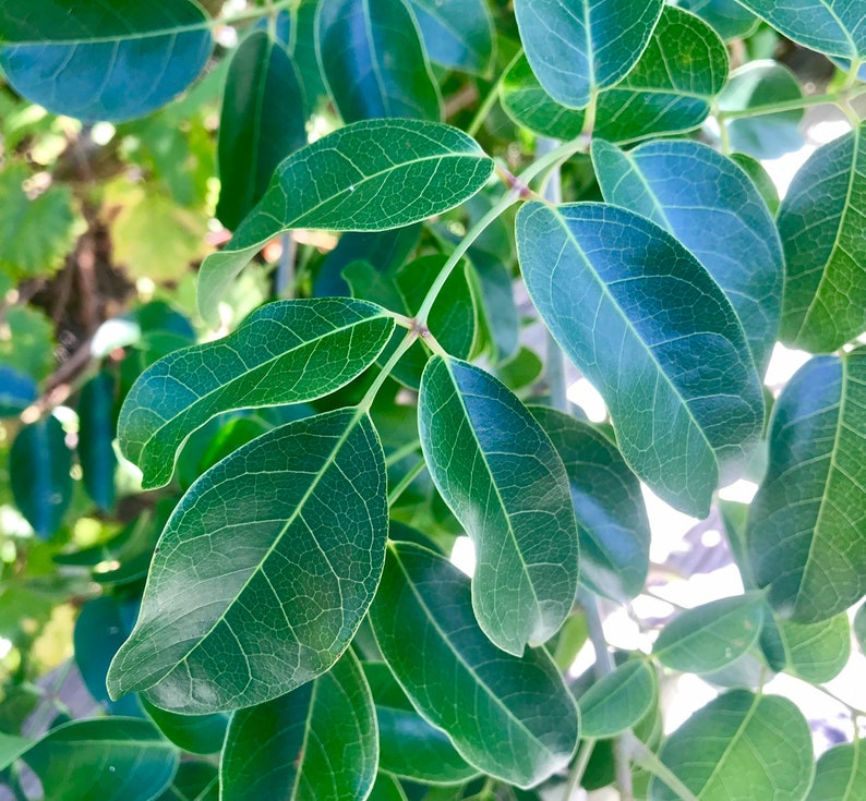 Gumbo Limbo Cuttings Bursera Simaruba Leaves and Branches | Etsy