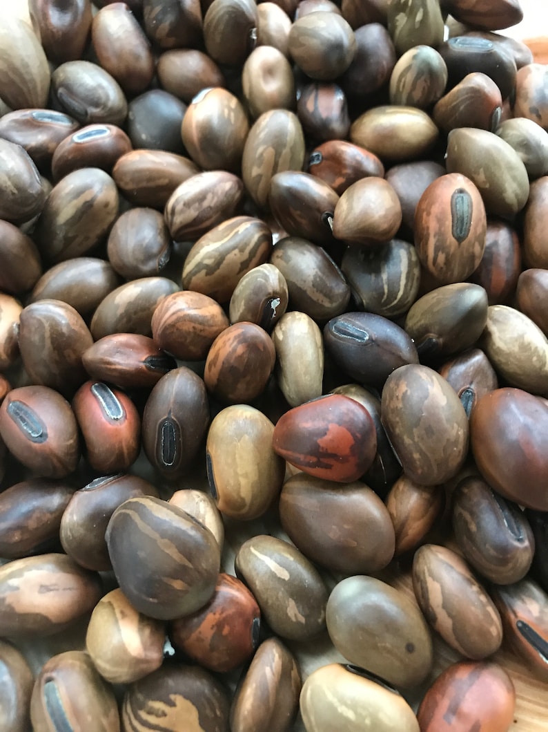 Bay Beans 2 Dozen 24 Canavalia rosea seeds SeaBean | Etsy