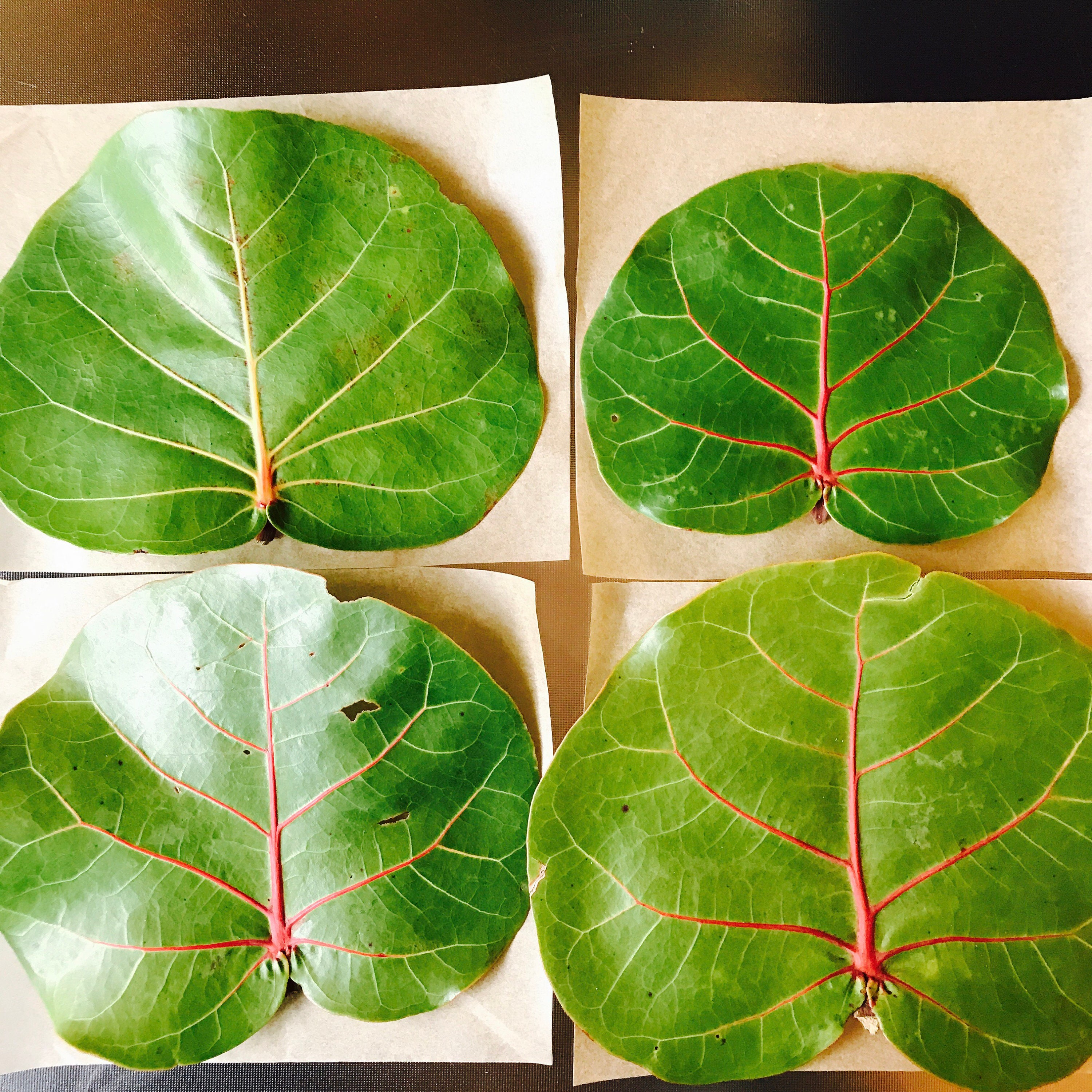 Sea Grape Tree Leaves