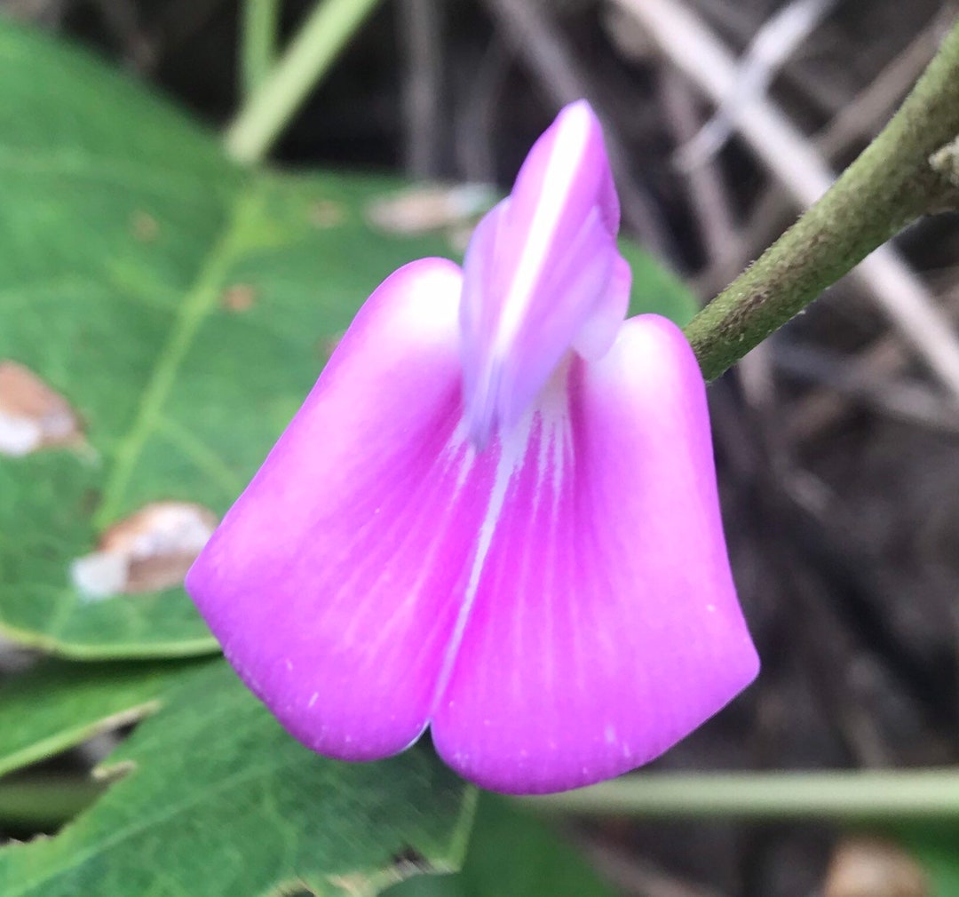 Bay Beans 2 Dozen (24), Canavalia Rosea Seeds, Seabean, Driftseed ...