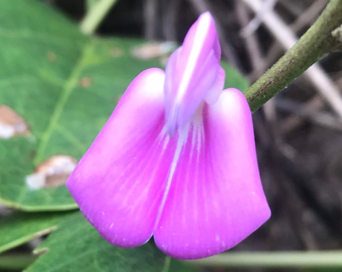 Bay Beans 2 Dozen 24 Canavalia Rosea Seeds Seabean - Etsy