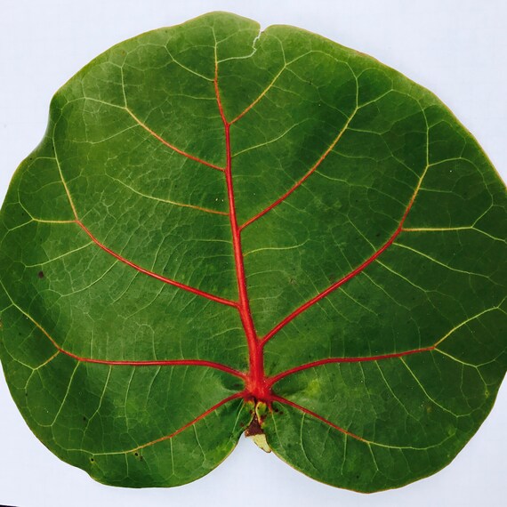 Sea Grape, Coccoloba Uvifera: Philippine Medicinal Herbs, 52% OFF
