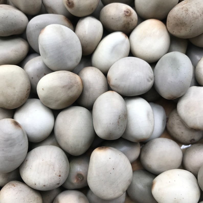 Authentic Mancala Seeds, Grey Knicker Beans, Seapearls, Seabeans ...