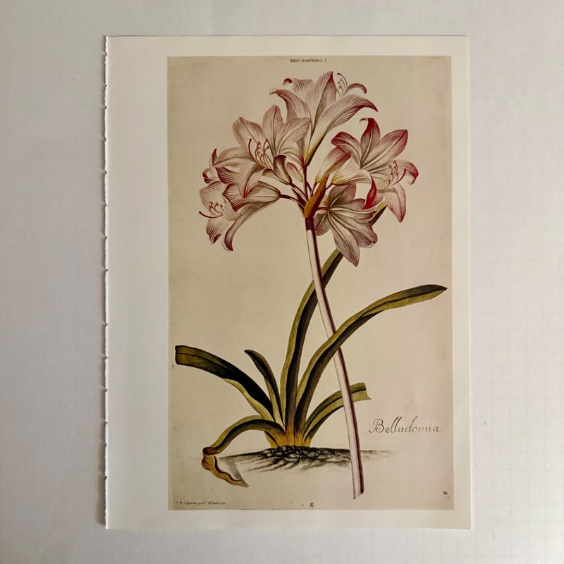 Botanical Book Plate - Etsy