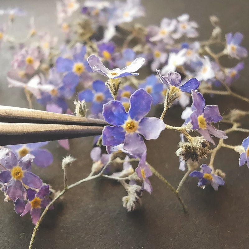 Dried Forget Me Not - Etsy