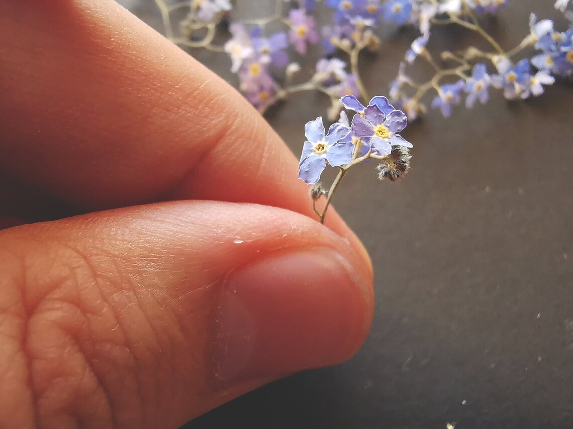 10 Pieces Dried Forget Me Not Flowers Dried Flowers for Resin - Etsy Canada