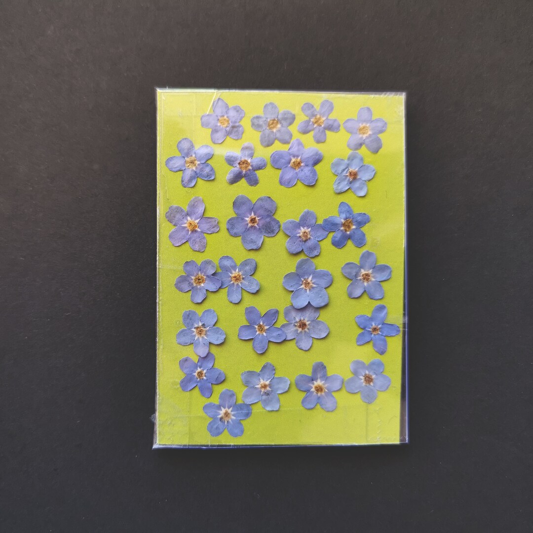 20 Hand Pressed Single Forget Me Not Flowers, Pressed Forget Me Not ...