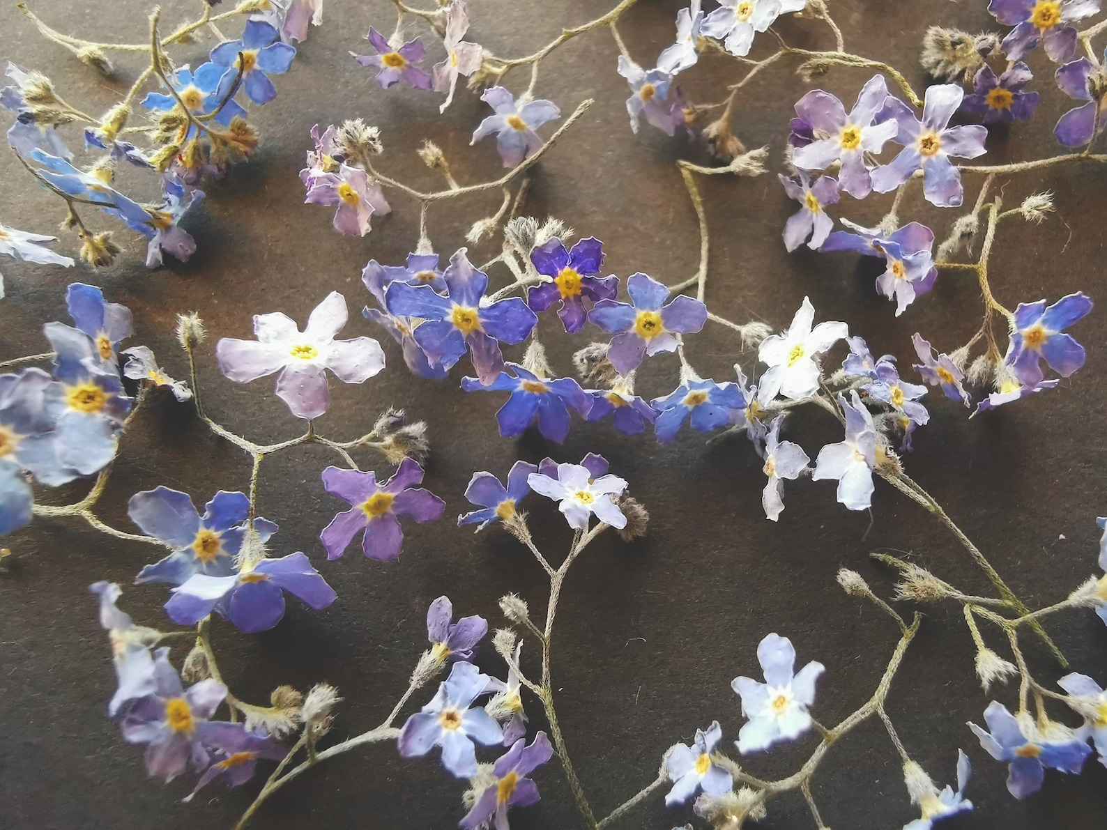 10 Pieces Dried Forget Me Not Flowers Dried Flowers for Resin - Etsy Canada