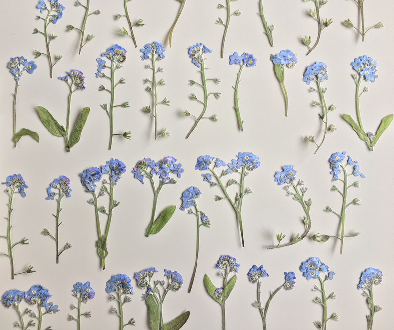Pressed Real Dry Forget Me Not Flower Pressed Blue Forget Me | Etsy UK
