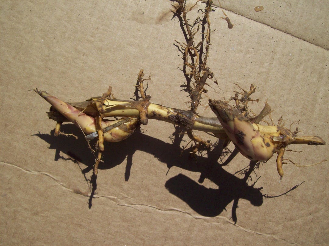 Bamboo Rhizomes, Culms, Running Bamboo, Roots Ready to Plant - Etsy