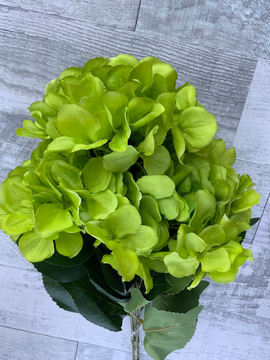 Hydrangea, Kiwi, Green, Green Hydrangea, Floral, Floral Stem, Hydrangea ...