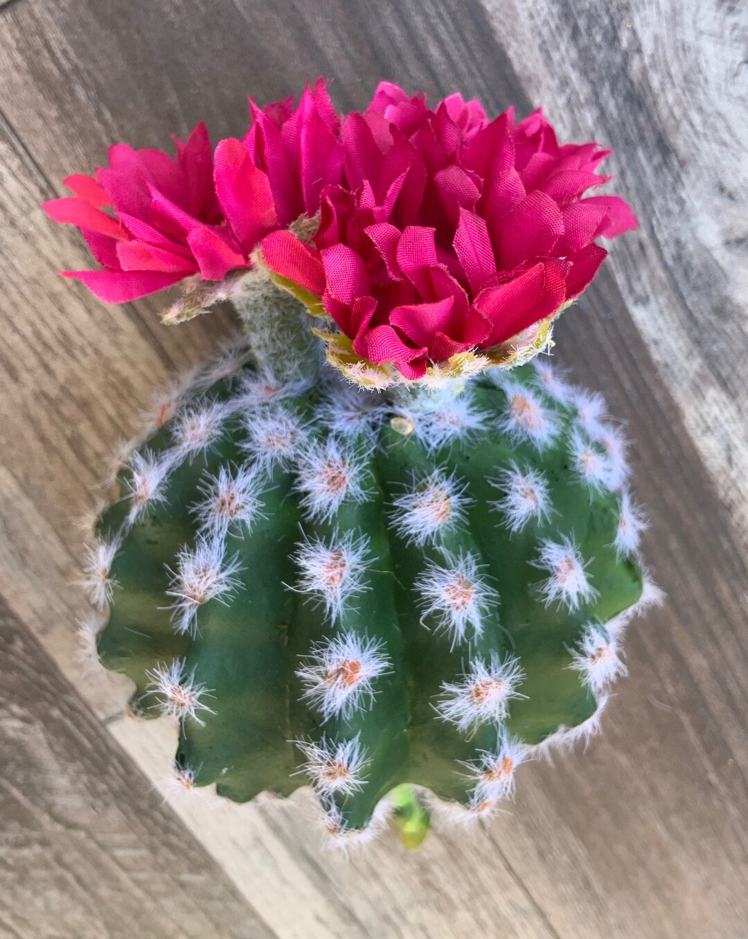 Cactus, Cactus Bloom, Pink Blooms, Cactus Pick, Floral Pick, Floral ...