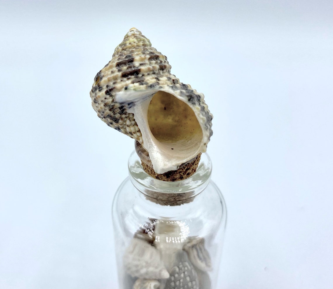 Nautical Sea Glass Bottlemini Seashell Bottleocean in a - Etsy