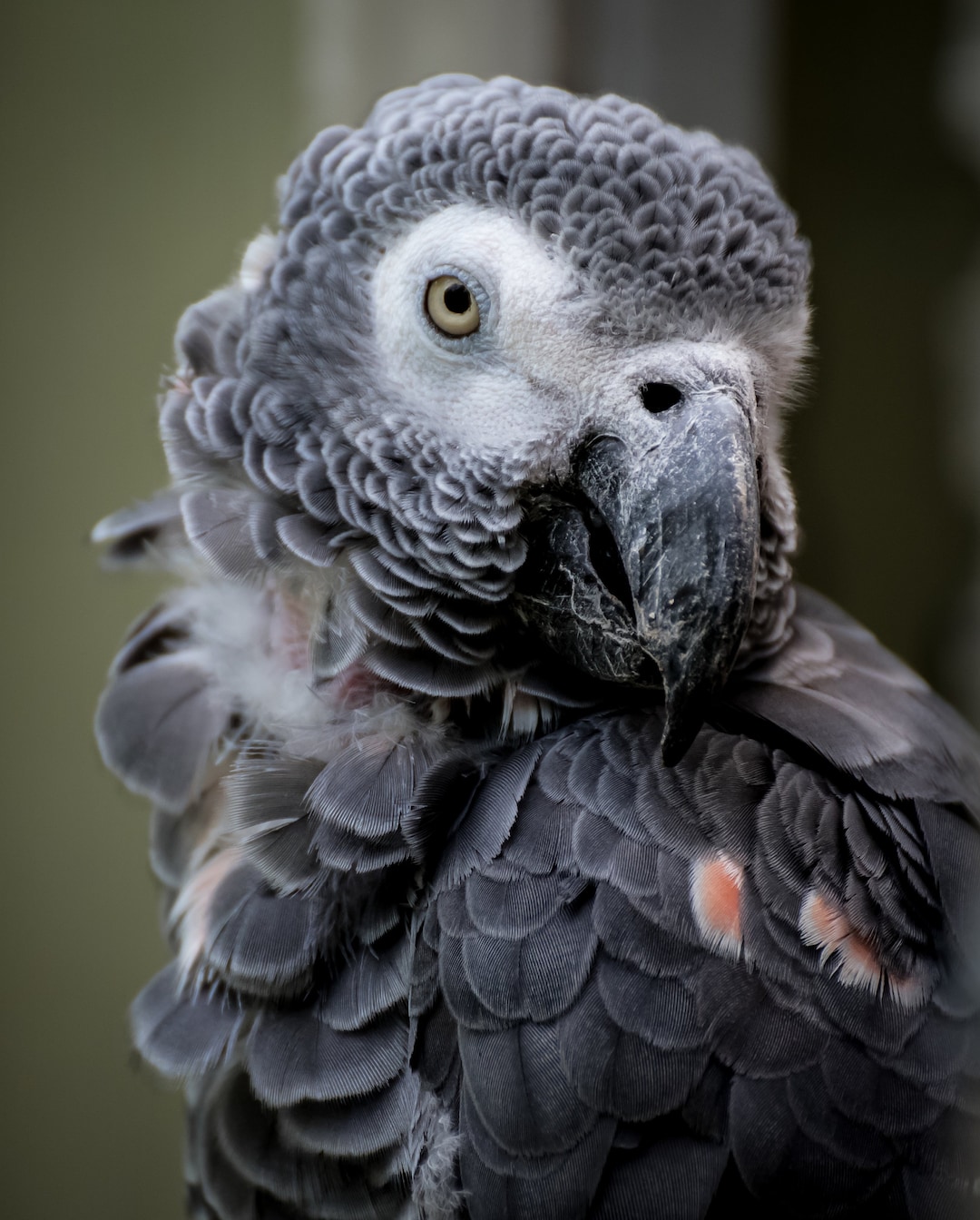 African Gray Parrot, Head Portrait - Etsy
