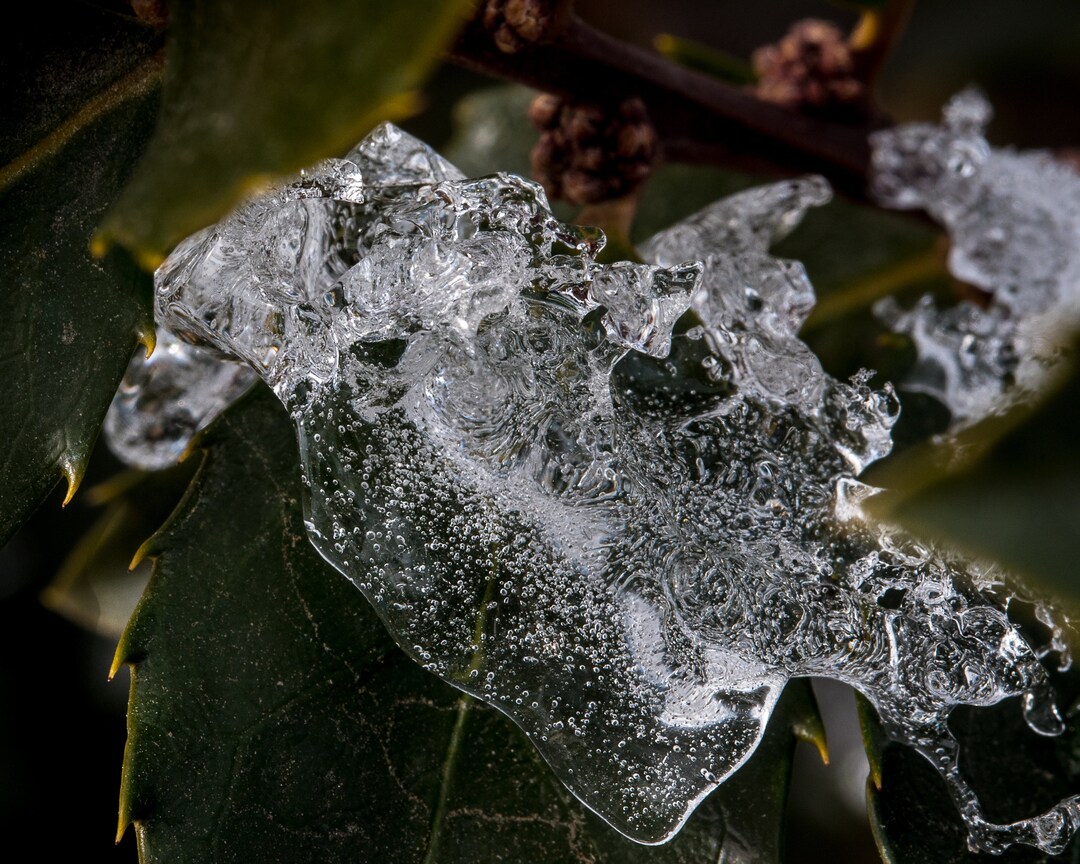 Ice Formation on the Holly Bush, Macro - Etsy