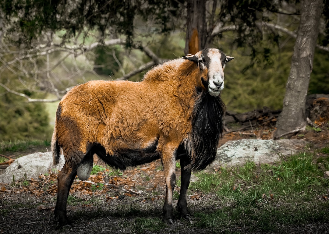 Barbados Black Belly Sheep, a Ram Named Vinny - Etsy