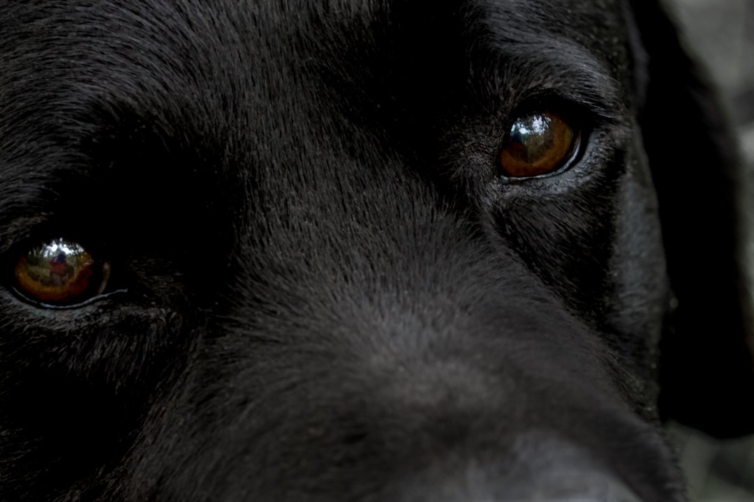 Gentle Eyes of a Black Labrador - Etsy