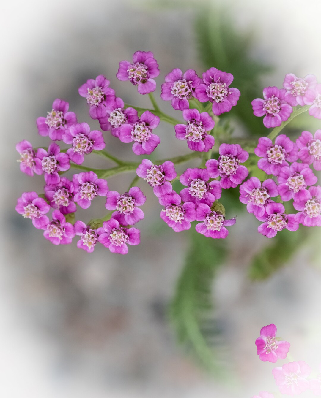 Pink Yarrow Cluster of Flowers - Etsy