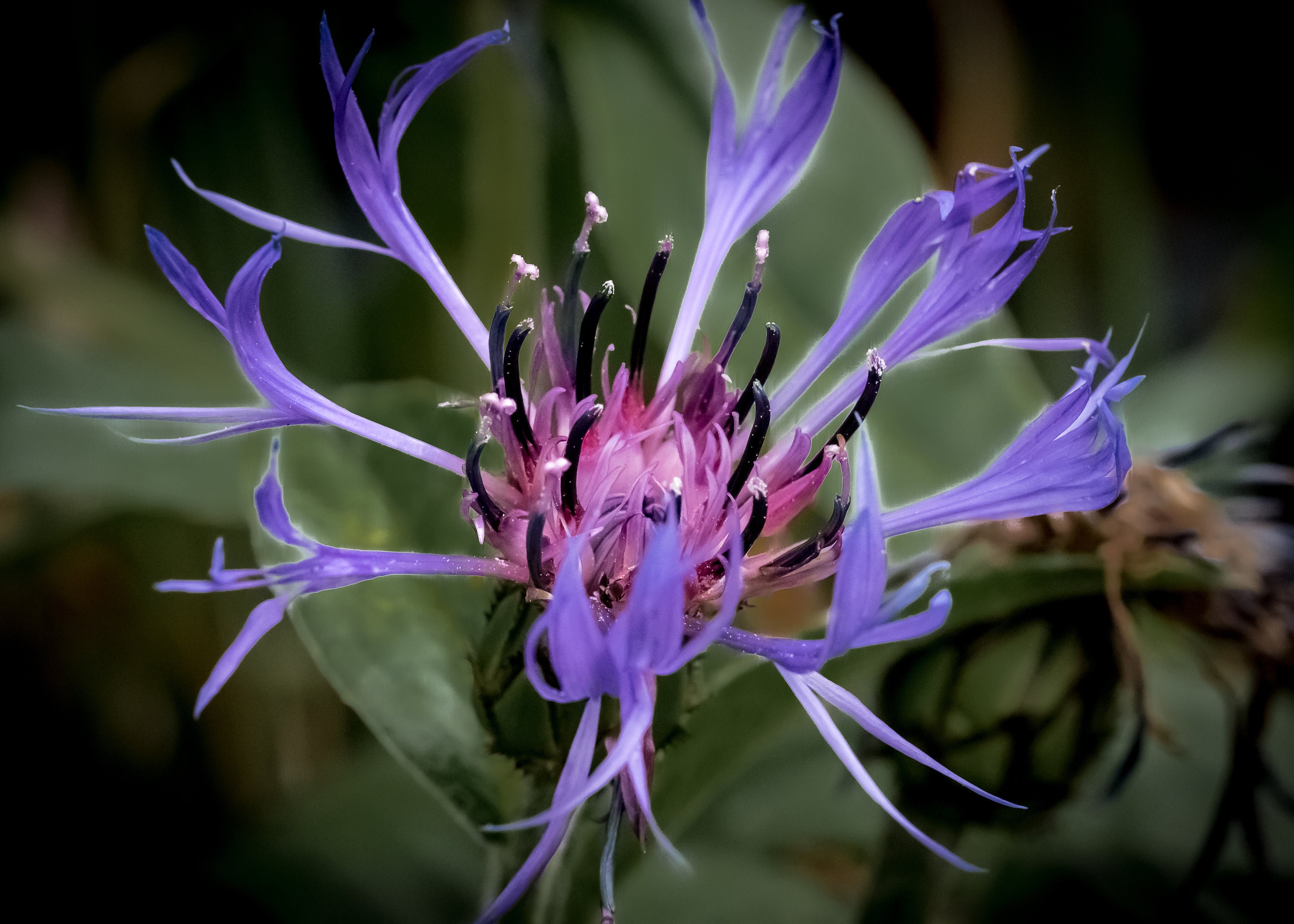 Bachelor Button Flower, Purple, Macro - Etsy