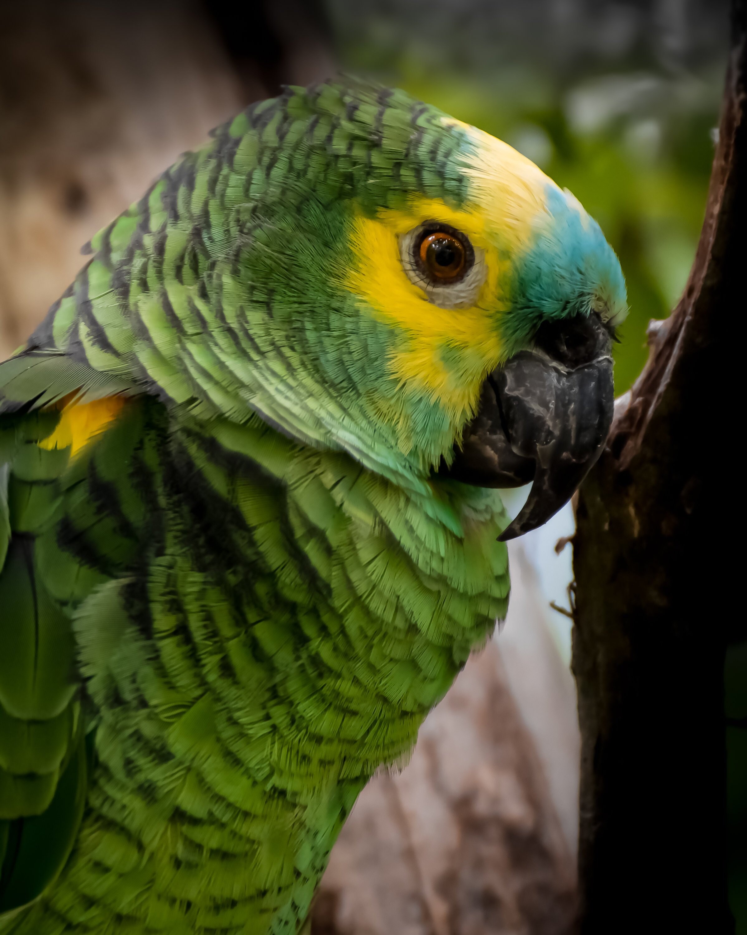 Parrot Amazon Blue Front Parrot Head Portrait | Etsy