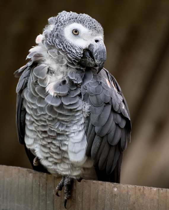 African Gray Parrot | Etsy