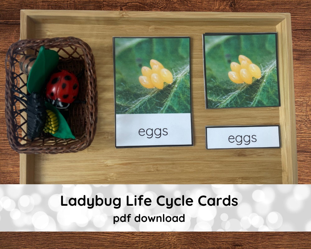 Life Cycle of Ladybug Cards Montessori - Etsy